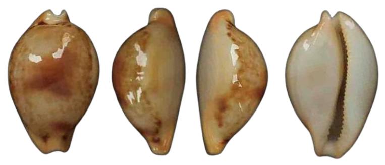 Untitled page [www.cowries-world.com]